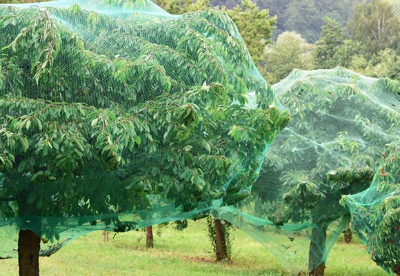 Bird Net - Bird Net Manufacturer - Naite