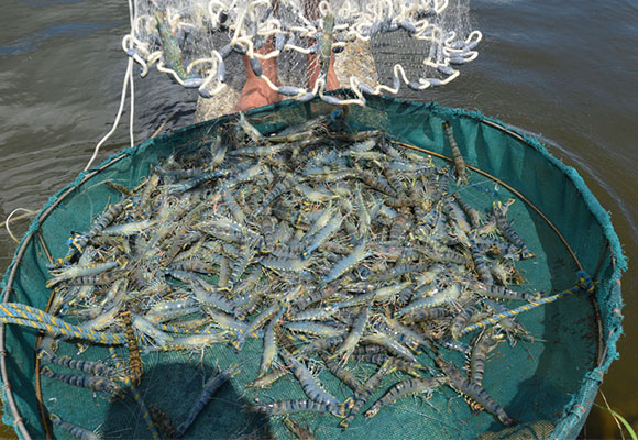 Fishing Net - Fishing Net Manufacturer - Naite